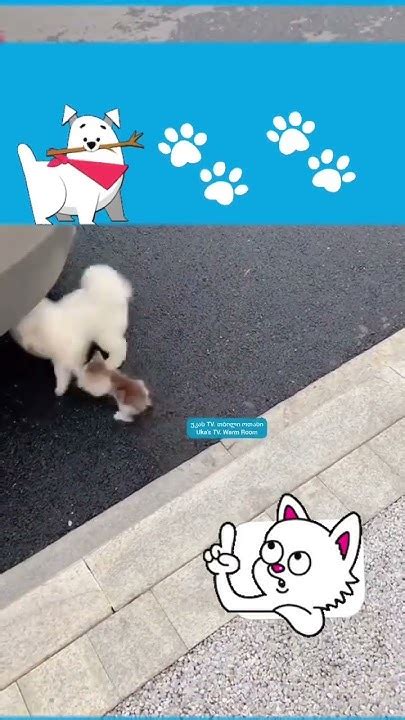 კნუტი 😻 Youtube