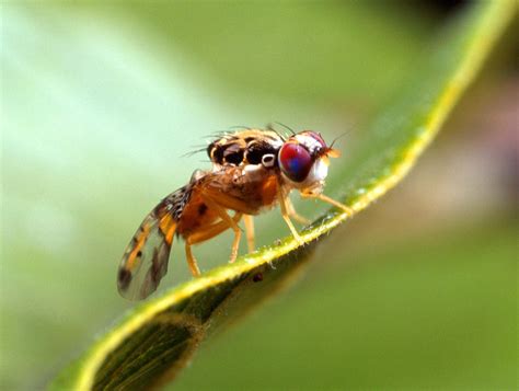 Fruit Fly Infestation And Spray Britannica