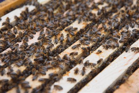Frames Of A Beehive Close Up View Of The Opened Hive Body Showing The Frames Populated By Honey