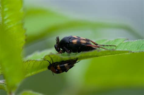 青森の蝶たち フタオビオオハナノミ