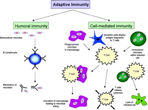 adaptive immunity