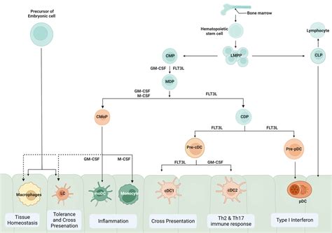 Dendritic Cells Standing United When Immune Cells Join Forces Cancer