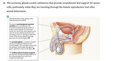 Male Reproductive Accessory Glands Pt Ii Diagram Quizlet