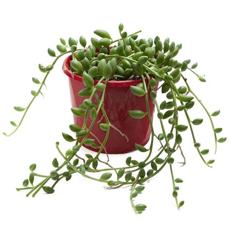 Senecio Succulents World