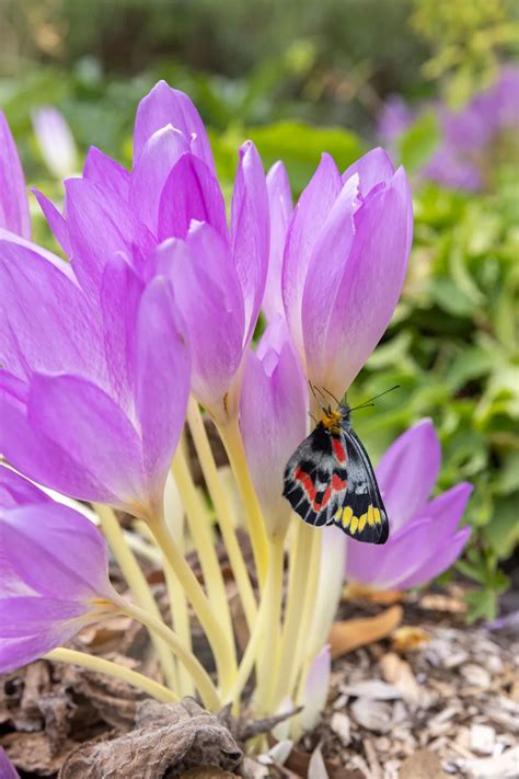 Tips For Creating Your Own Garden Of St Erth Better Homes And Gardens