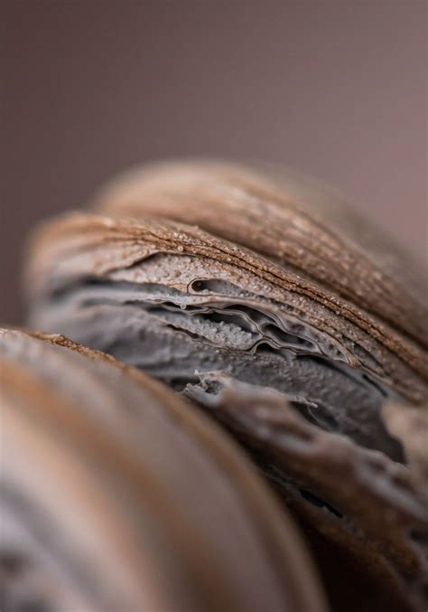 Urban Decay → Term