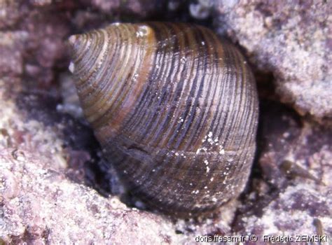 Littorina Littorea Doris