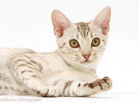 Ocicat Kitten White