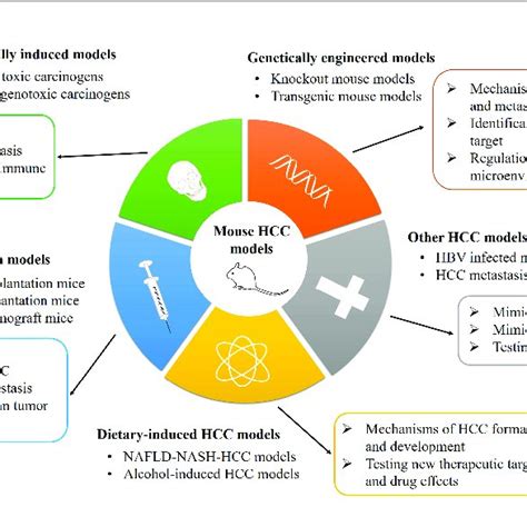 The Classification Advancement And Application Of Mouse Hcc Models