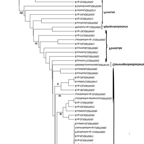 Antimicrobial Susceptibility Of Aerococcus Viridans Isolates Strain Download Table