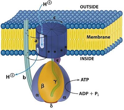 Sandwalk How Cells Make ATP ATP Synthase