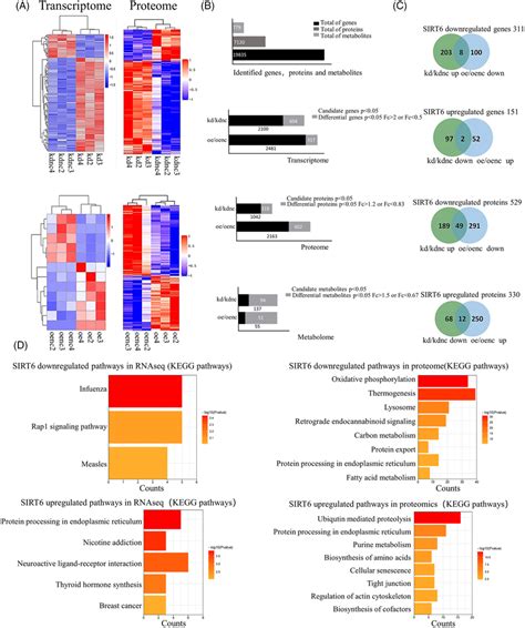 Transcriptomic And Proteomic Analysis Upon Sirt6 Knockdown Or