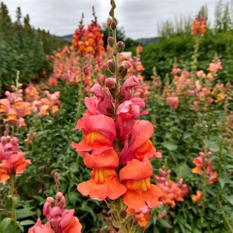 50 Seeds Wonder Orange Tall Snapdragons Antirrhinum Majus Etsy
