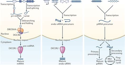 Origin Of The Universe Life And Consciousness Emerging Roles Of Non Coding Rnas In Brain