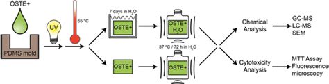 Biocompatibility Of A Polymer Based On Off Stoichiometry Thiol Enes