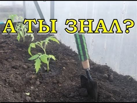 Высаживаем переросшие ТОМАТЫ лежа - YouTube