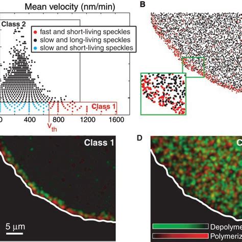 Distinction Of Spatially Overlapping Lamellipodium And Lamella By