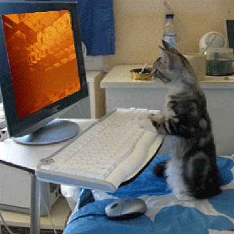 Escribiendo Gatos S Divertidos Coños Con El Teclado 25 Piezas