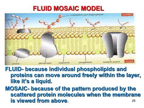 Lecture 2 Pm Cellular Membranesstructureppt