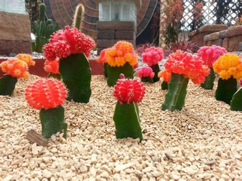 Diferentes Tipos Especies Y Clases De Cactus Y Su Cultivo