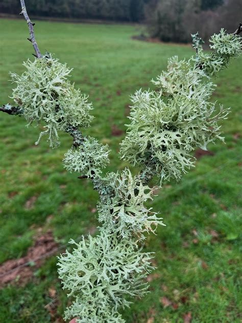 Is This Oak Moss Rlichen