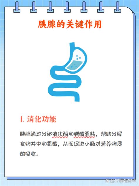 胰腺的神奇功能和重要作用