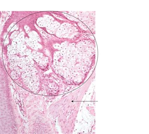 Histology Lab 2 Flashcards Quizlet