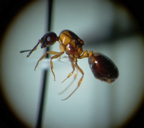 Raspberry Pi Camera Adapter For Stereo Microscope Eyepieces By Patrich