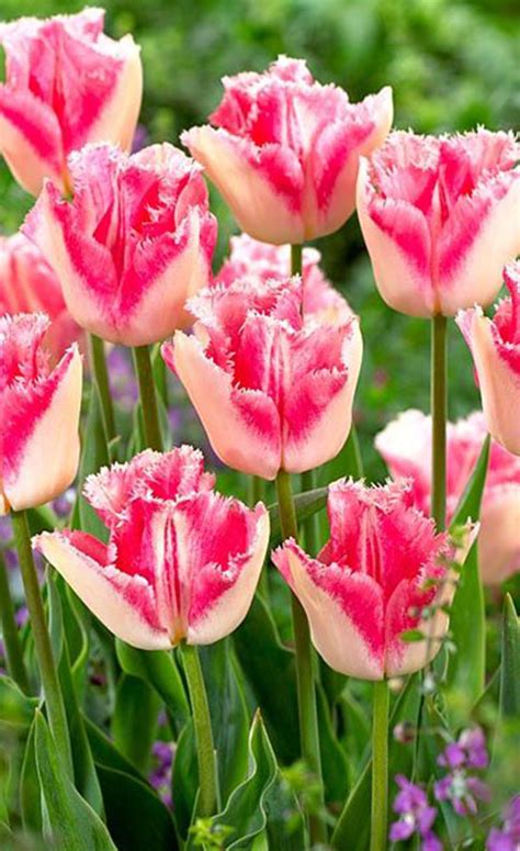 Тюльпаны Lingerie Lefeber купить в Минске Гомеле Витебске Могилеве