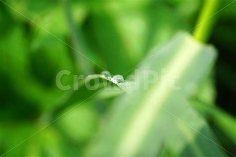 물방울 이슬 풀잎 자연 접사 사진이미지일러스트캘리그라피 드래곤볼작가