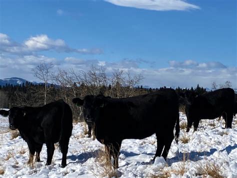 Ryan Copithorne 9 Black Angus X Bred Heifers Cochrane Ab Team Auction Sales