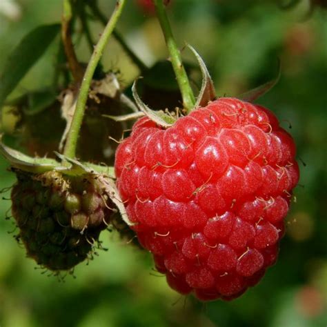 Bushel And Berry® Raspberry Shortcake® Bush For Sale