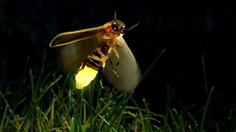 Download Glowing Lightning Bug Nighttime Wallpaper