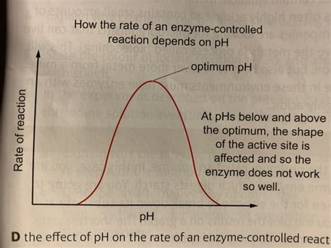 Sb1h Enzyme Activity Flashcards Quizlet