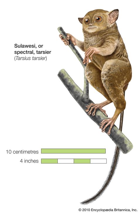 Pygmy Tarsier Primate Britannica