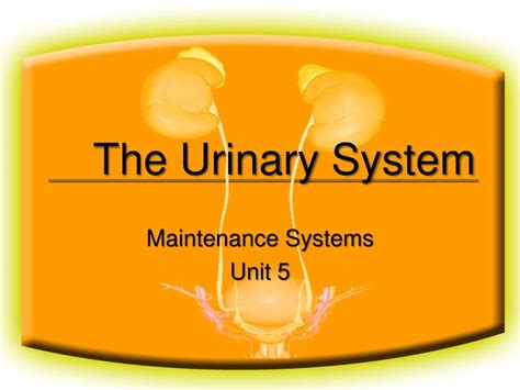 Ppt The Urinary System Functions Organs And Disorders Powerpoint Presentation Id 9151054