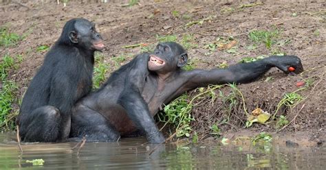 Apes Who Have Sex When Arguments Get Heated Stun Scientists With Human