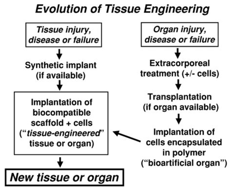 Peg For Tissue Engineering Boc Sciences