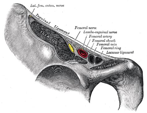 Femoral Nerve Block Landmark Approach WFSA Resources