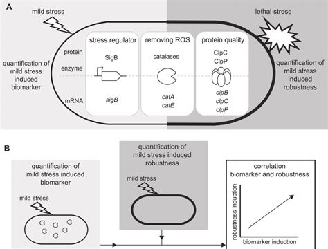Conceptual Framework For Measuring And Correlating Mild Stress Induced Download Scientific