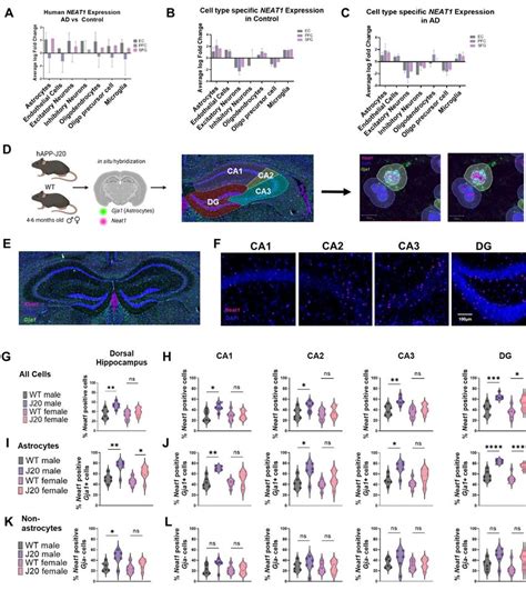 Increased Glial Expression Of The Lncrna Neat1 In Patients With Ad And Download Scientific