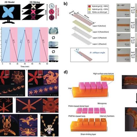 Examples Of 3d Printed Programmable Hydrogel Actuators A Hydrogel