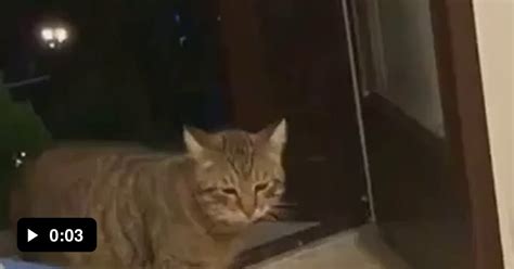 The Cat Doesn T Even Know The Basics Of Close Quarters Combat 9GAG