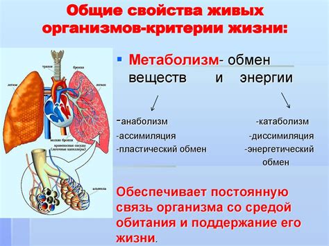 Общие свойства живых организмов презентация онлайн