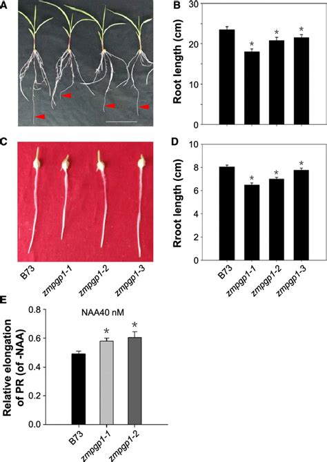 Maize Plants Harboring The Pgp1 Mutation Form Shortened Roots And Are