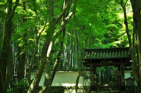 京都日和 Kyoto Biyori 竹の寺地蔵院 25 05 05撮影