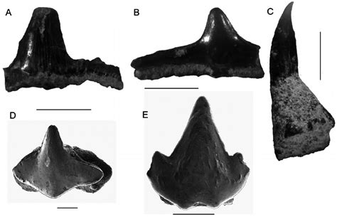 Selected Selachian Teeth From The Dalton Sandstone A Nmmnh P 37710
