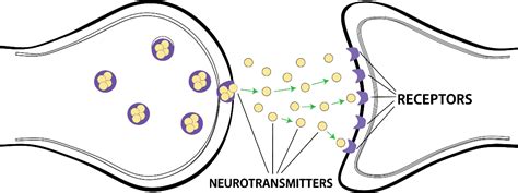 Adhd And The Brain