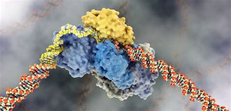 Nar突破性文章：解释dna修复机制 生物通