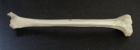 Appendicular Skeleton Pt 28 Diagram Quizlet